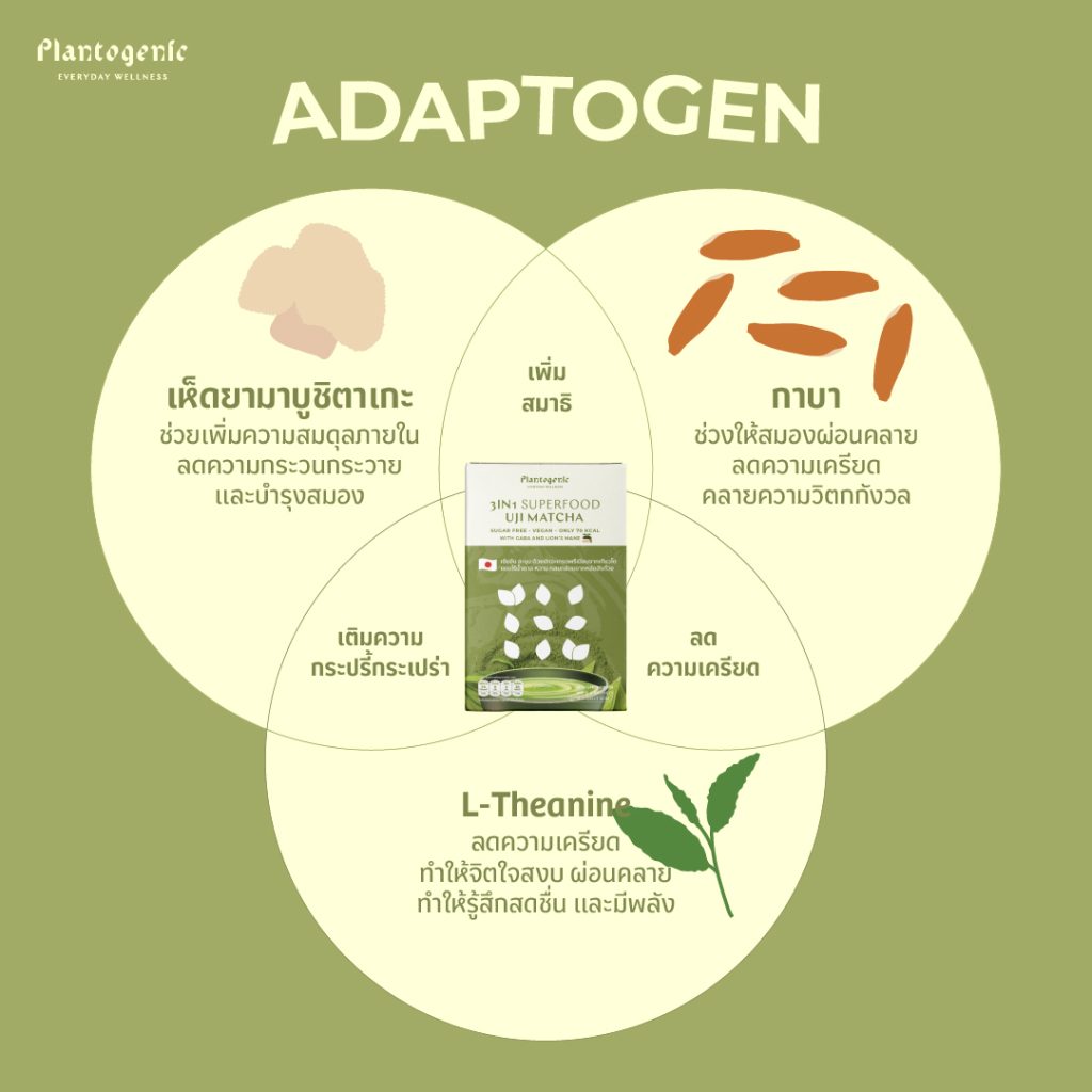 3in1 Superfood Matcha ชาเขียวพร้อมชง – PLANTOGENIC